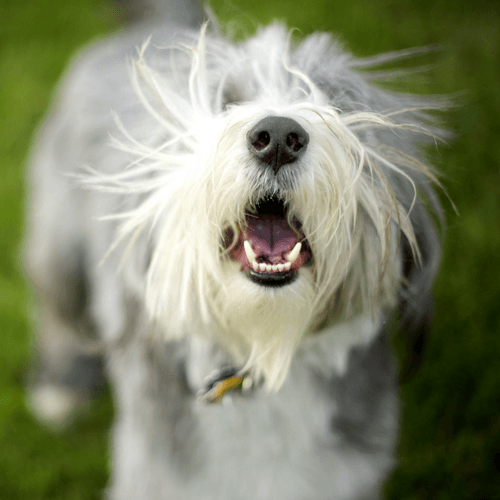 What's Your Dog Really Thinking? Psychology Tips To Transform Your Tra ...