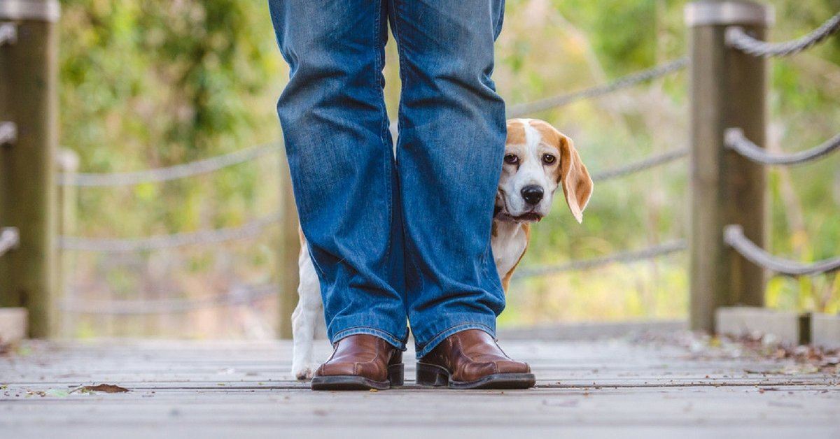 How to help a shy dog gain confidence | Tug-E-Nuff