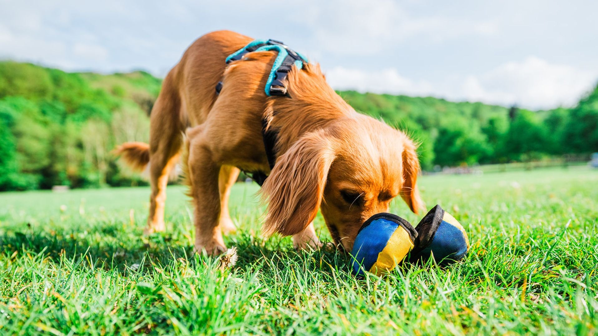 Tug-E-Nuff | #1 Dog Tug Toys | Play - Train - Bond